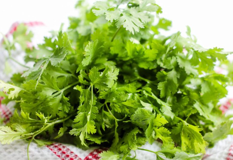 Cilantro Guide: How to prep, store and cook fresh cilantro